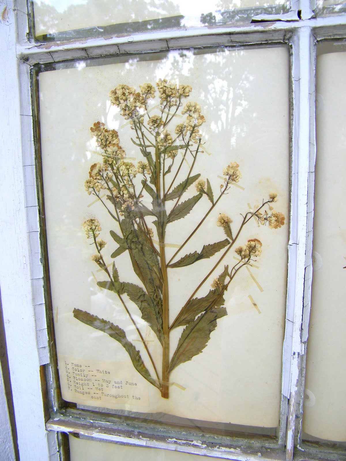 common ground : Vintage Botanical Window