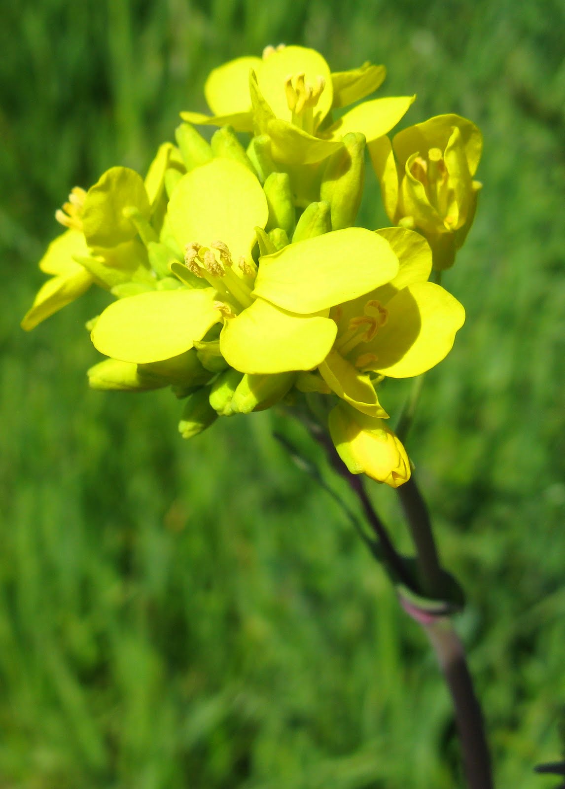 Mustard Color Flowers at Cheryl Allison blog
