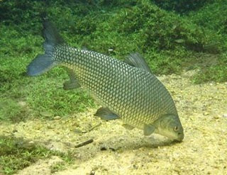 dicas de pescaria e receitas: curimbatá vamos pegar