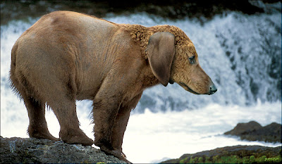 Wallpapers and Fun Pictures: Unreal Animals #2