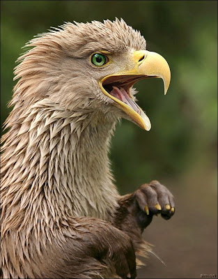 Wallpapers and Fun Pictures: Unreal Animals #2