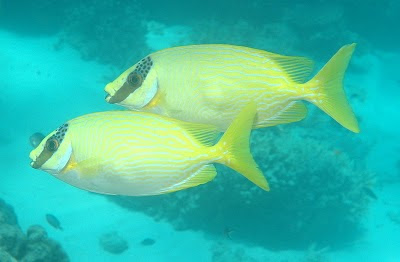 Fish Index: Decorated Rabbitfish (Siganus puellus)