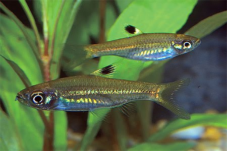 Fish Index: Emerald Eye Rasbora (Rasbora dorsiocellata)