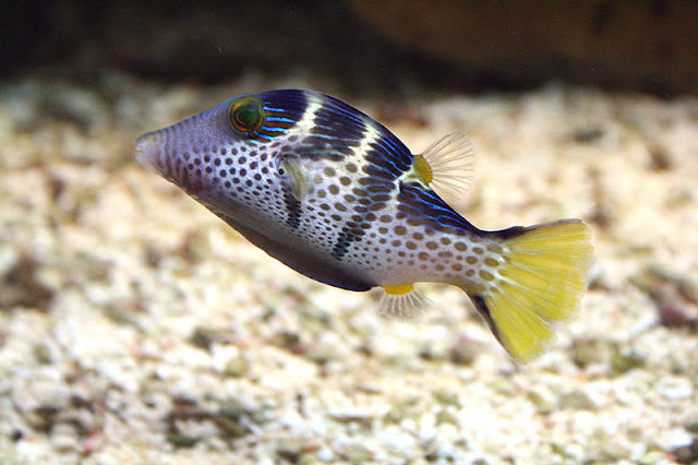 Fish Index: Valentini Puffer (Canthigaster valentini)