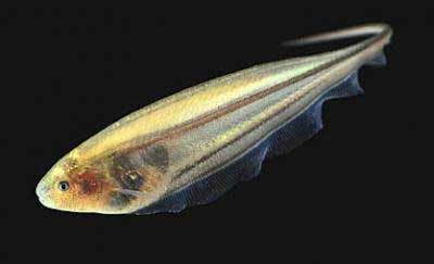 Fish Index: Glass Knifefish (Eigenmannia virescens)
