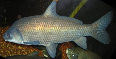Fish Index: Smallmouth Buffalo (Ictiobus bubalus)