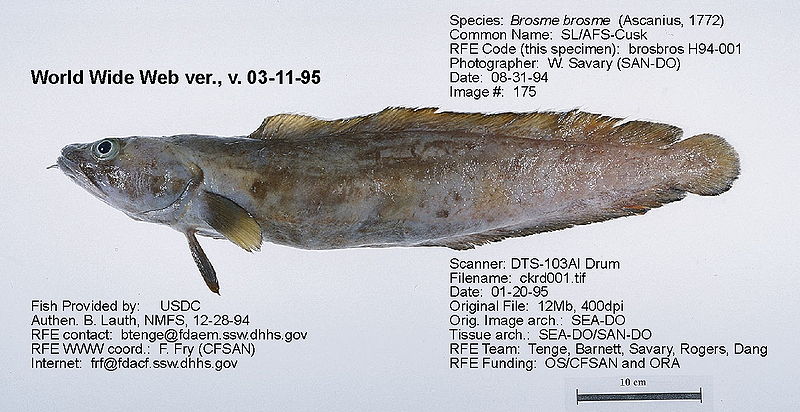 Fish Index: Cusk (Brosme brosme)