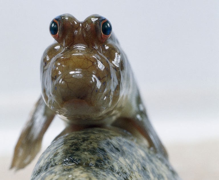Fish Index: Mudskipper Fish (An Evolutionary Marvel)