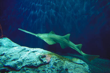 Fish Index: Smalltooth Sawfish