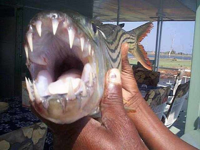Fish Index: Tigerfish