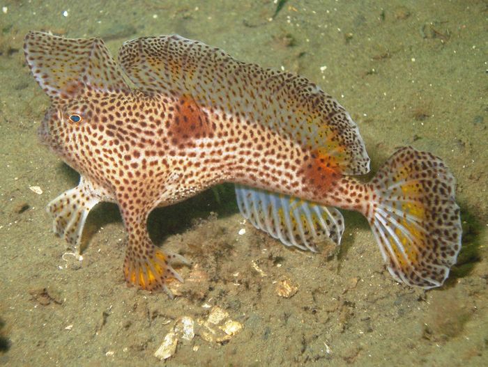 Fish Index: Spotted Handfish (Brachionichthys hirsutus)