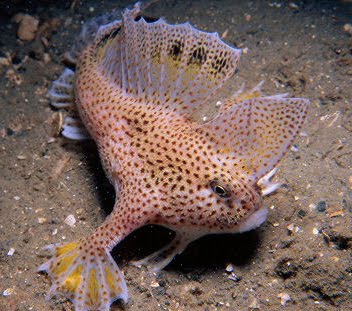 Fish Index: Spotted Handfish (Brachionichthys hirsutus)