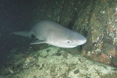 Fish Index: Cow Shark (Hexanchus griseus)