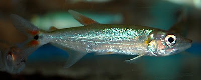 Fish Index: Red Tail Barracuda (Acestrorhynchus falcatus)