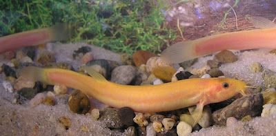 Fish Index: Golden Weather Loach (Misgurnus anguillicaudatus)