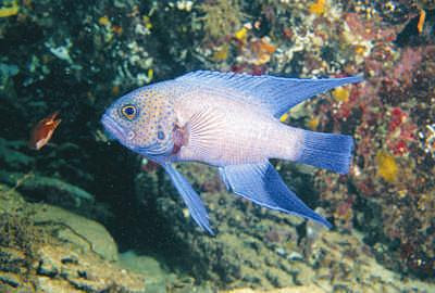 Fish Index: Western Blue Devil (Paraplesiops meleagris)