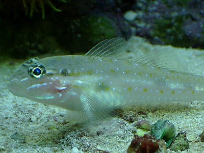 aquarium fish wallpaper: Cave Transparent Goby (Coryphopterus glaucofrenum)