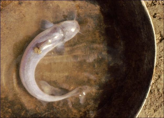 13 Jenis Lele Air Tawar Raksasa dan Berbahaya ~ Fantasy Blog