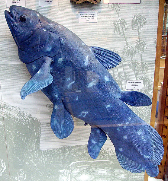 Fish Index: West Indian Ocean Coelacanth (Latimeria chalumnae)