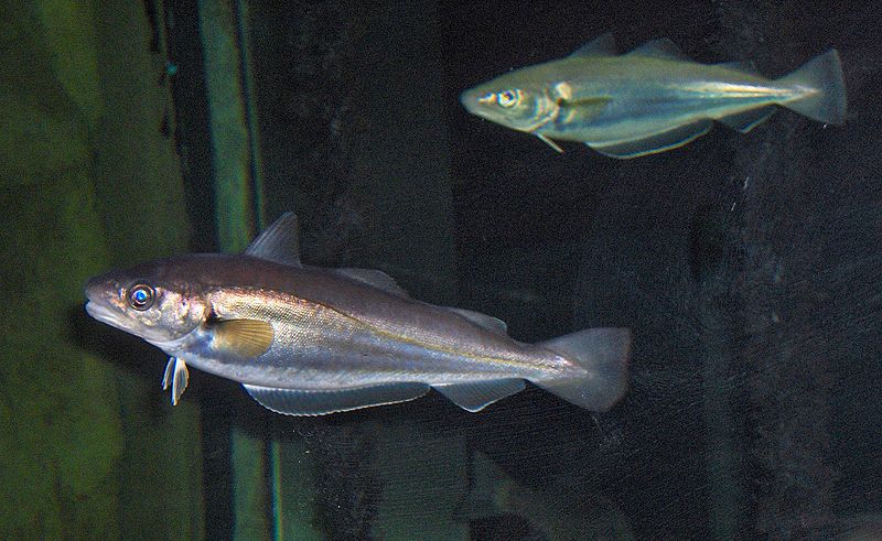 Fish Index: Whiting Fish (Merlangius merlangus)