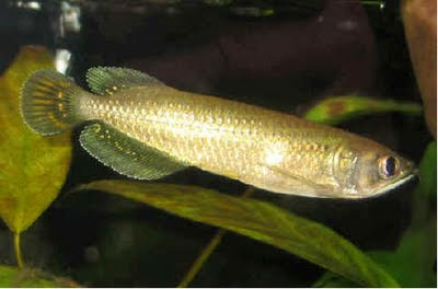 Fish Index: Jardini Arowana (Scleropages jardini)