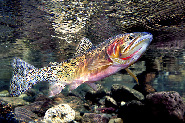 Fish Index: Cutthroat Trout (Oncorhynchus clarkii)