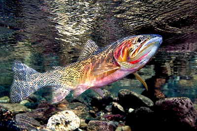 aquarium fish wallpaper: Cutthroat Trout (Oncorhynchus clarkii)