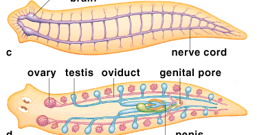 The Science Blog: The Power of Planaria