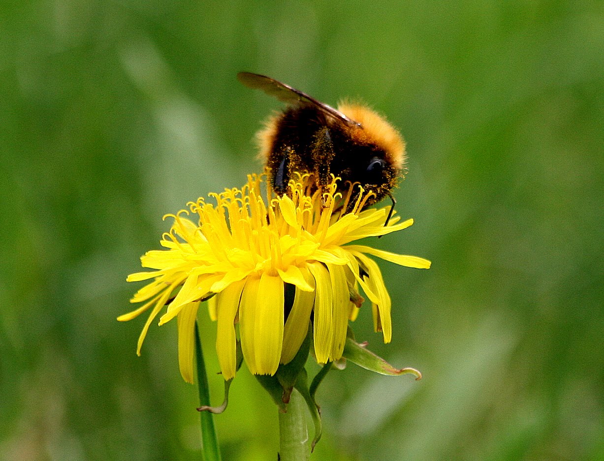 Rollag Daily Photo: Humle (Bumblebee)