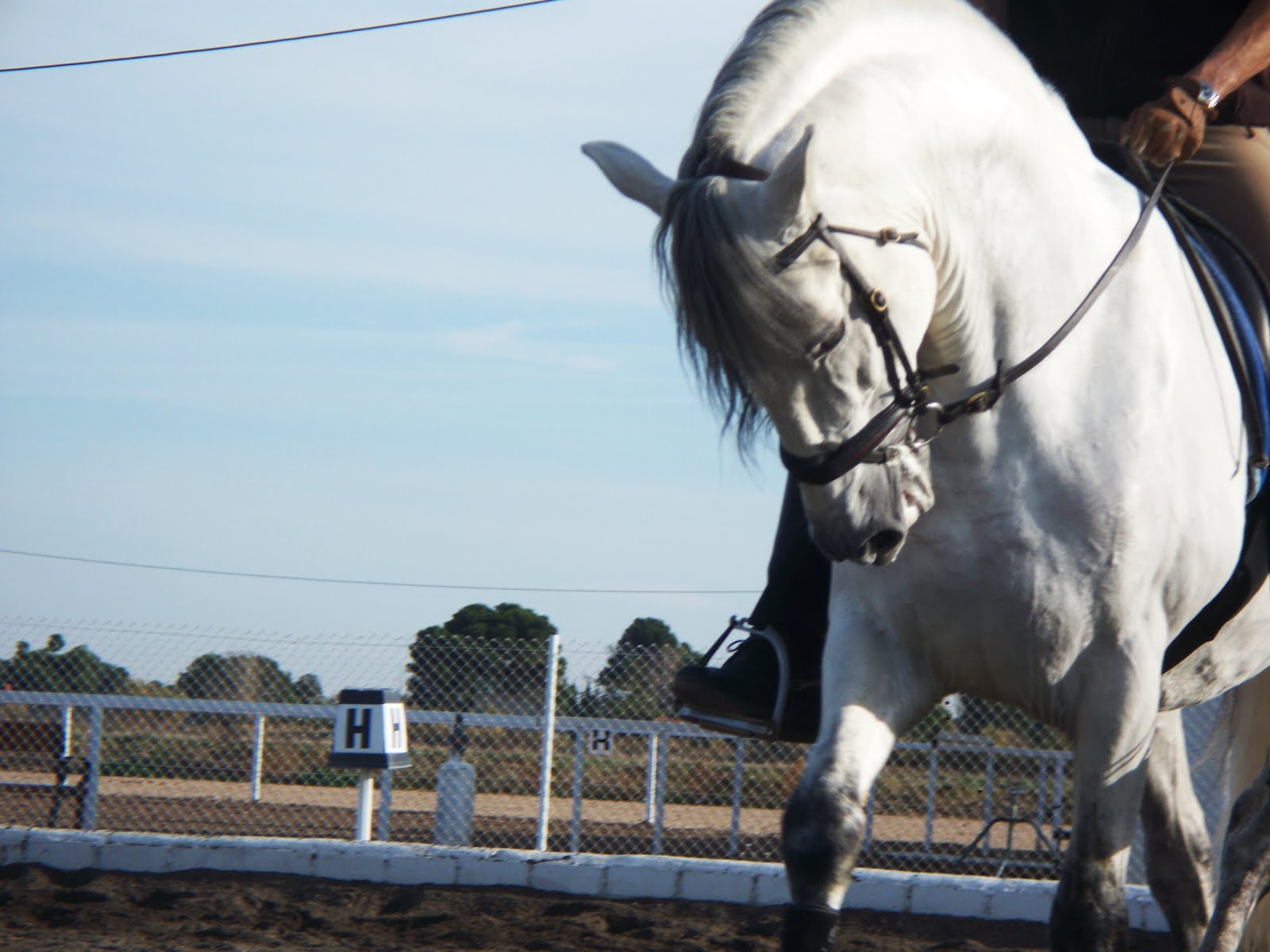 caballos P.R.E.: Datos que hay que conocer del caballo español