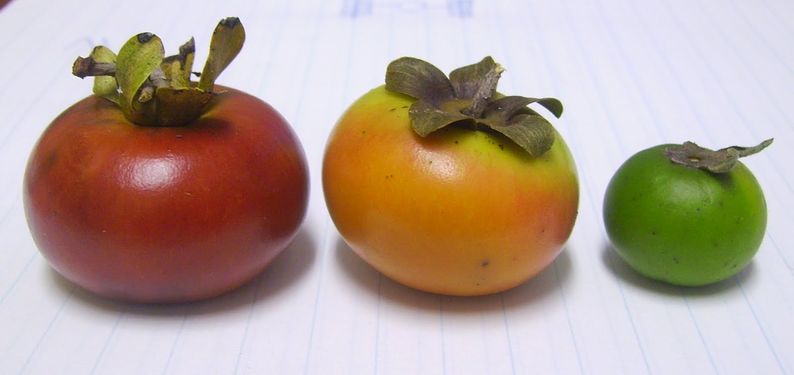 El Fogón de Leña: Cocina prehispánica: Chapote (Diospyros sp.).