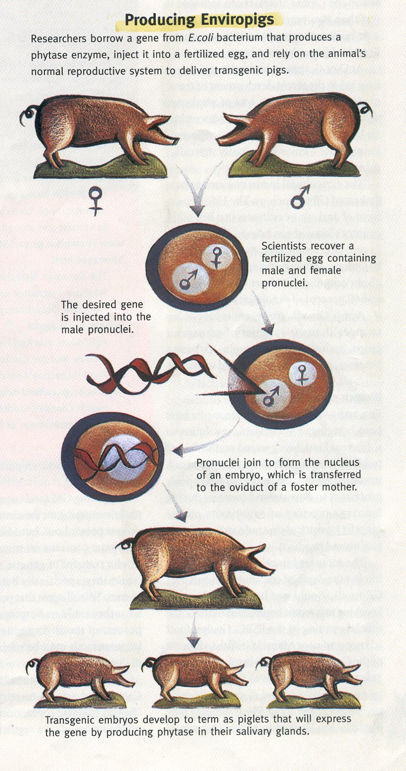 Όμορφος Κόσμος...: Bring on Enviropig?: Can Genetic Engineering Make ...