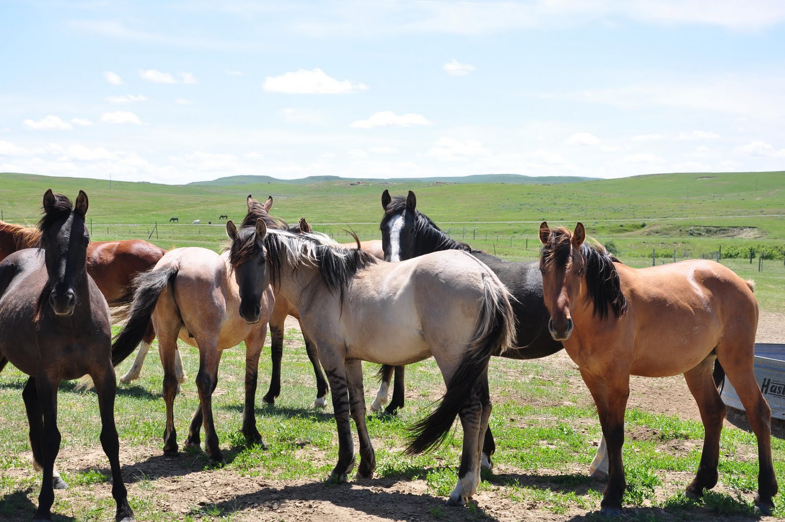 Takoda Spanish Mustangs - Australias First Spanish Mustang Stud: USA ...