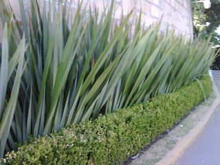 jardineriagarnica: fornios