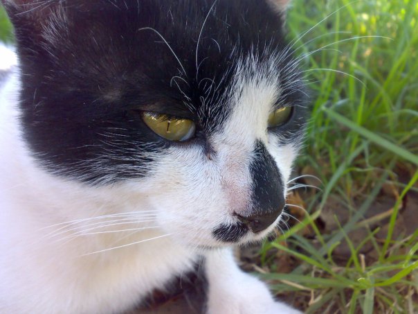 Adopta un gatito: El gato Vaca!!