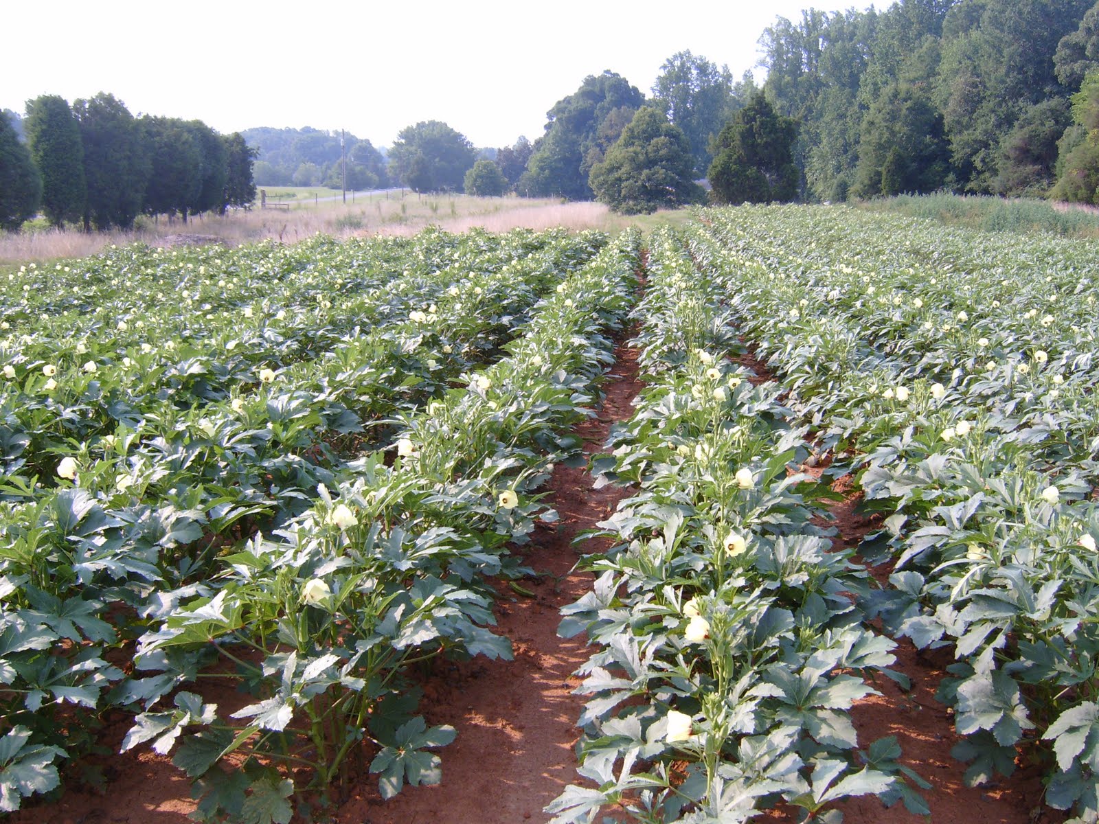 The Artful Omnivore: Summer Veggie Series: Basic Okra 101