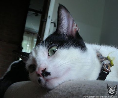 inilah dia kucing-kucing yang kumisnya terlihat seperti adolf hitler ...