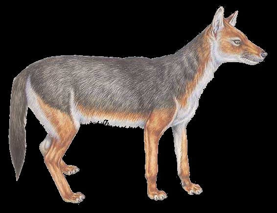 los animales de la tierra