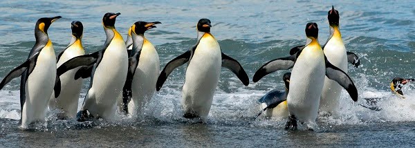 Animals by Design and Other Inspirations: Animals by Design