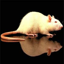 Religion y Santeria: Tratado del ekuté (raton)