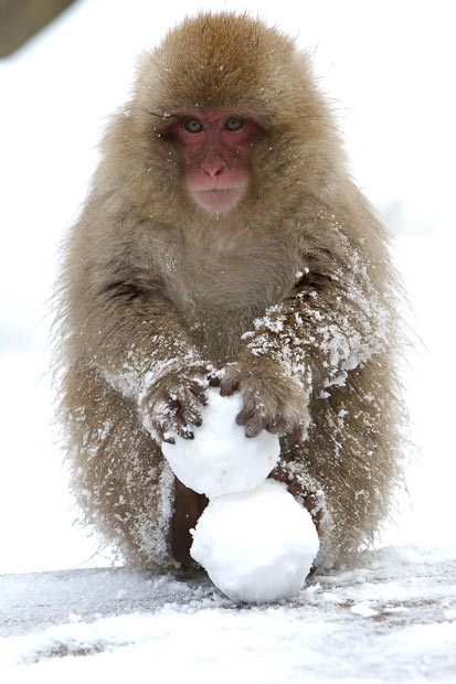 A Strong Belief in Wicker: Snow Monkeys
