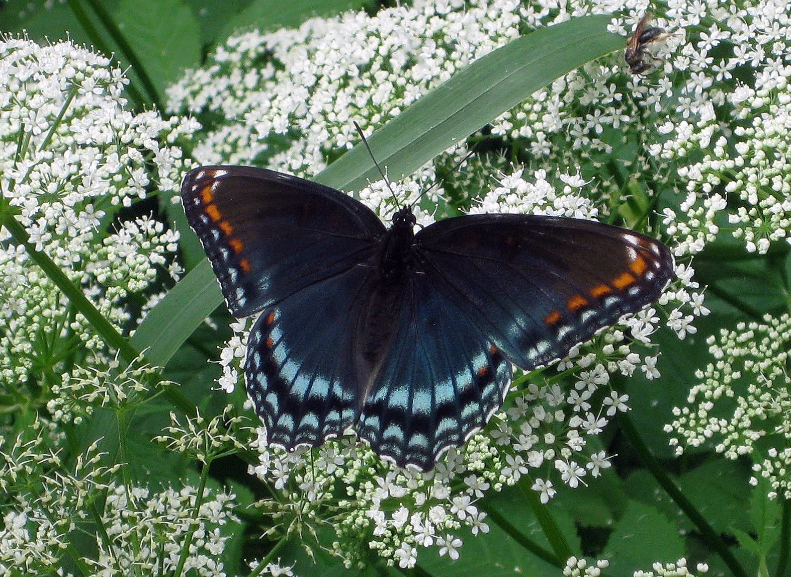 North/South Eastern Wisconsin: a butterfly