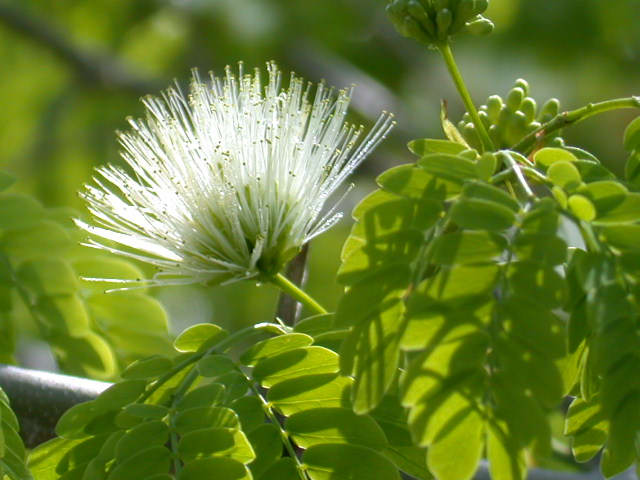 Tae Kukiwon Bonsai: Como cuidar - Pithecellobium Tortum - Raintree ...
