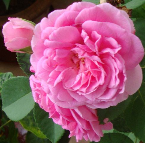 muchmore: paneeR rosE