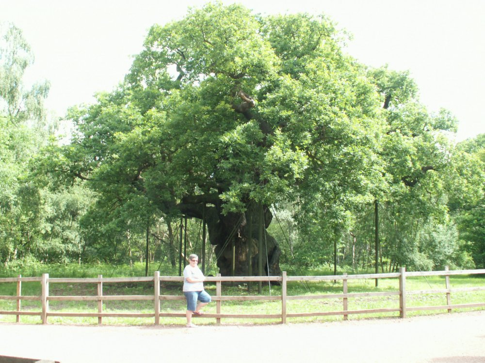 Mick & Lyn's overseas adventure: 12 June 2010 Sherwood Forest, Newstead ...