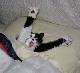 IMÁGENES CHISTOSAS: Gato despertando en la mañana.