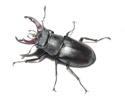 Magnus fotografier: Ekoxe