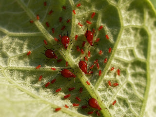 Red's Good Vs. Evil Cow Barn: Aphids