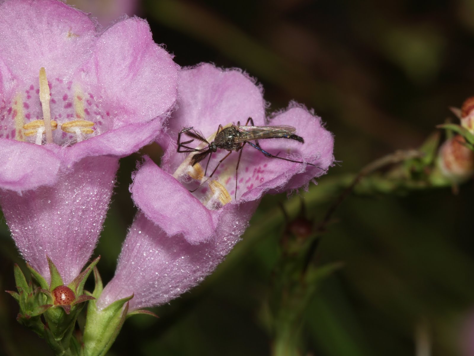 Red's Good Vs. Evil Cow Barn: September 2010