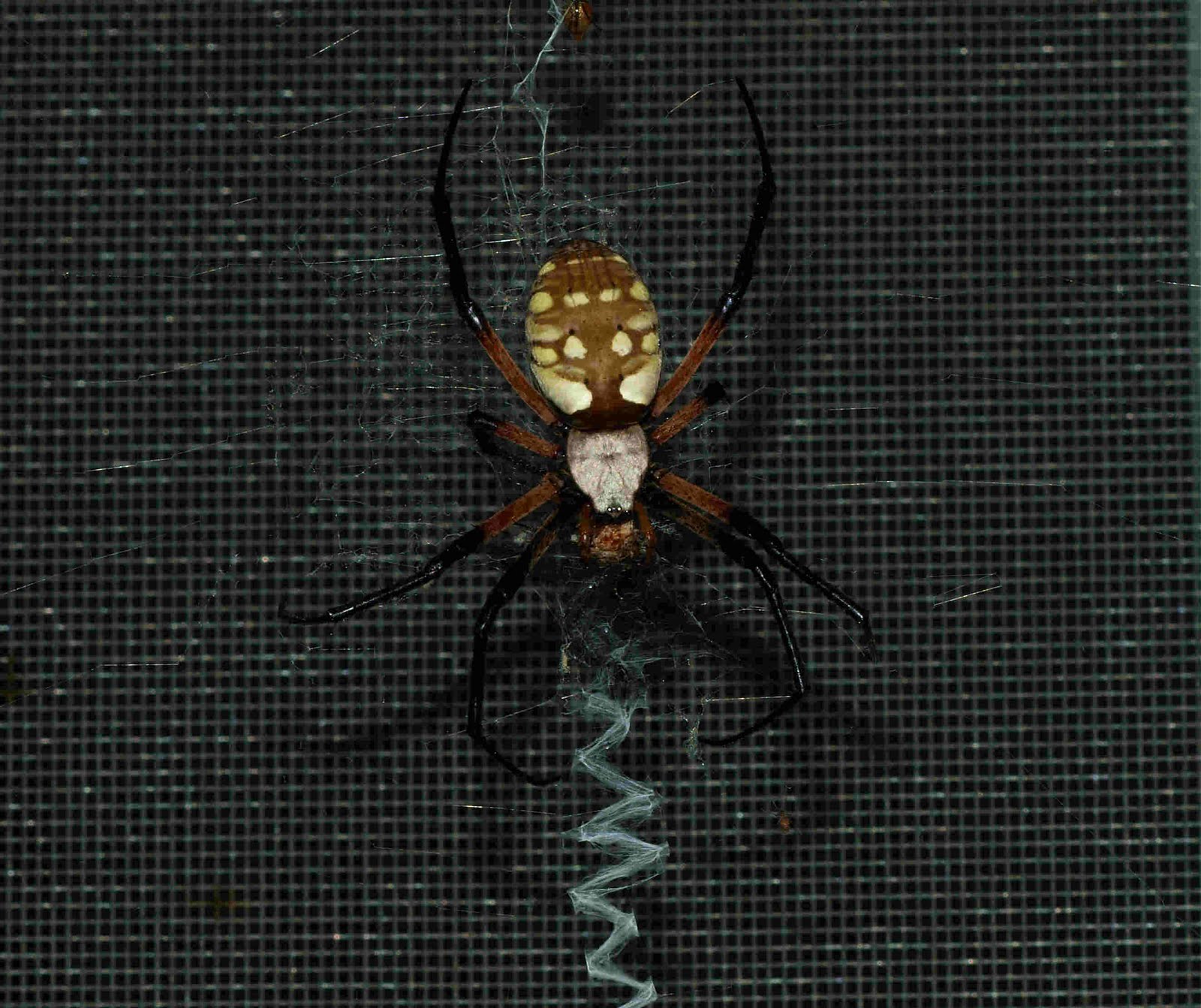 Red's Good Vs. Evil Cow Barn: A Garden Spider ( Argiope aurantia ) in ...